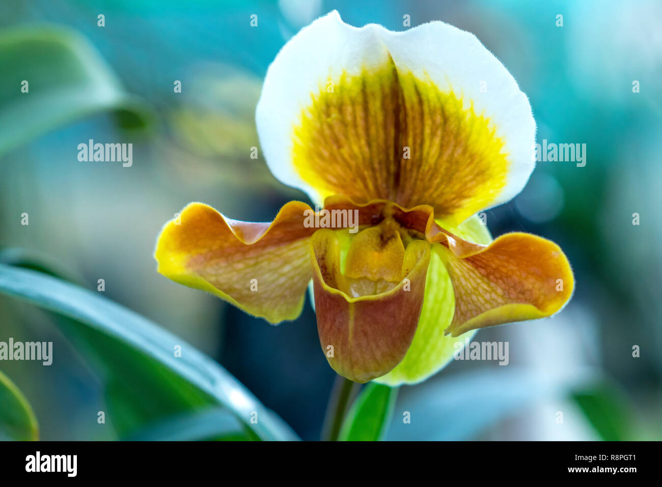Wild lady slipper Orchid blooming beautiful, gentle aroma, pure ecstasy ...