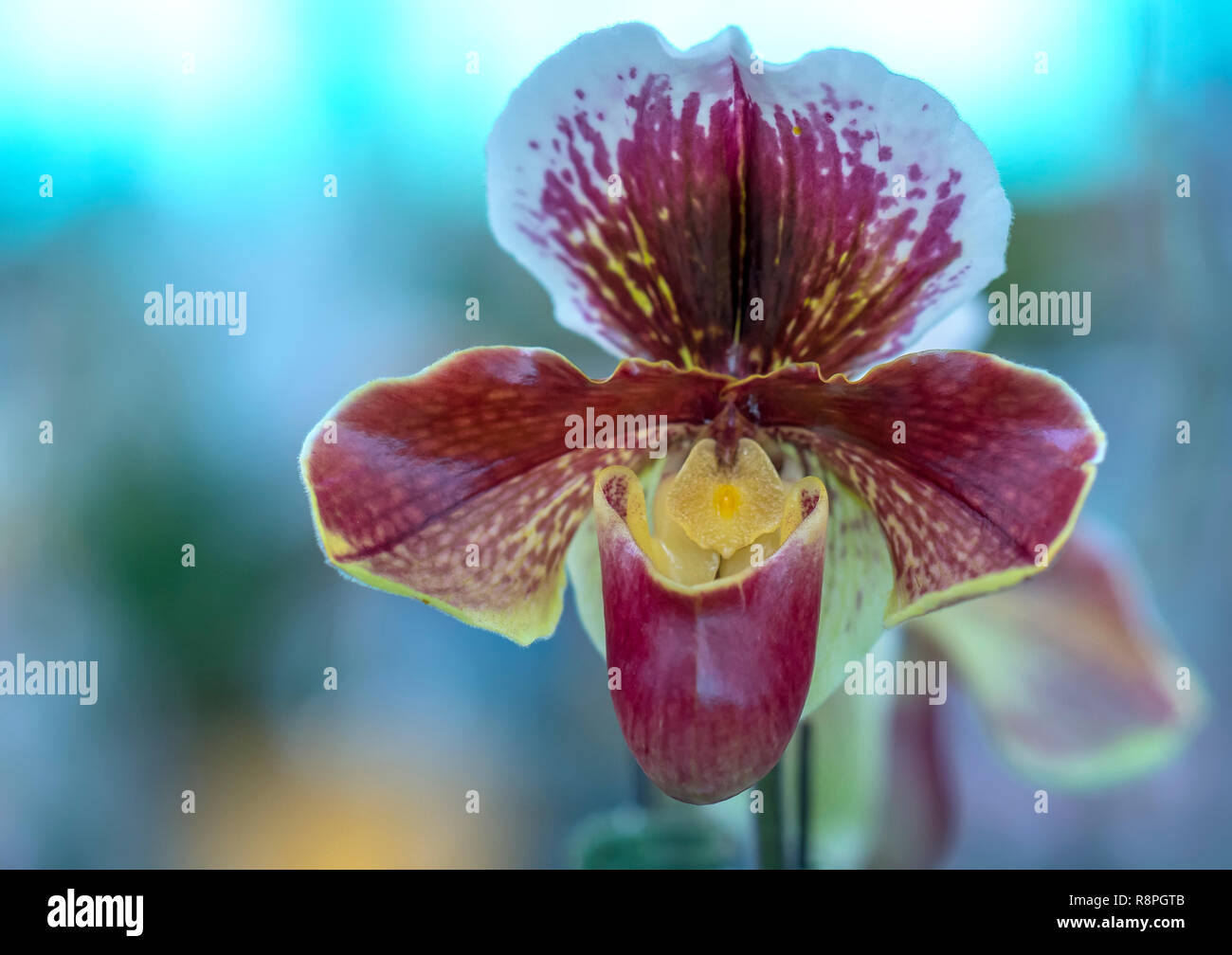 Wild lady slipper Orchid blooming beautiful, gentle aroma, pure ecstasy ...