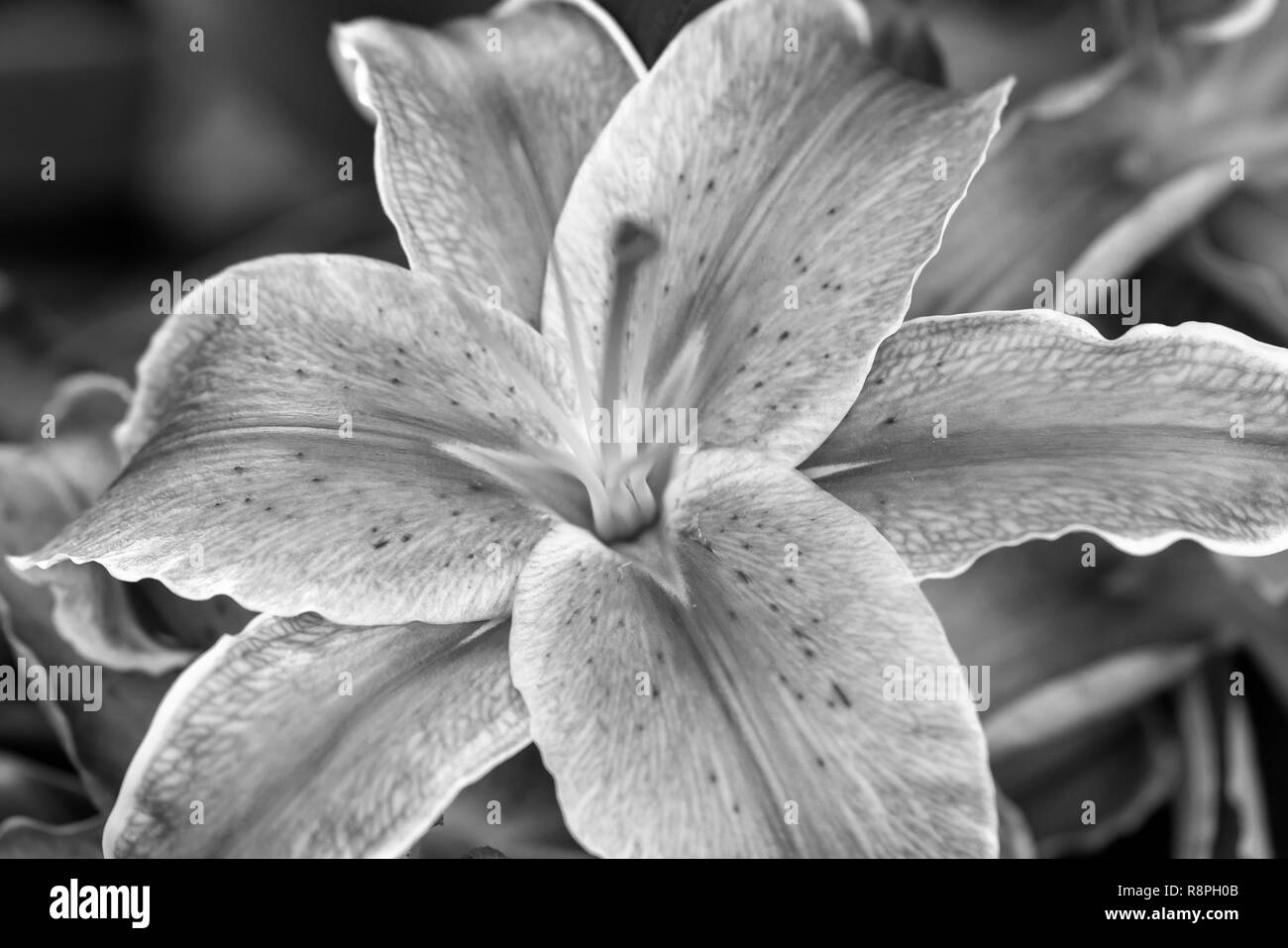 Colorful blooms of lilies in the garden. These are flowers used to ...