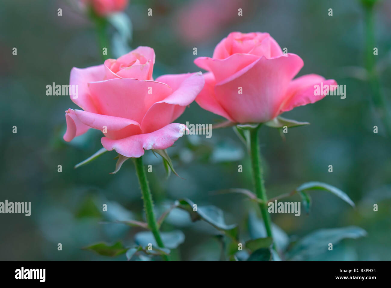 Roses blooming in the garden, this is the flower symbol of love just ...