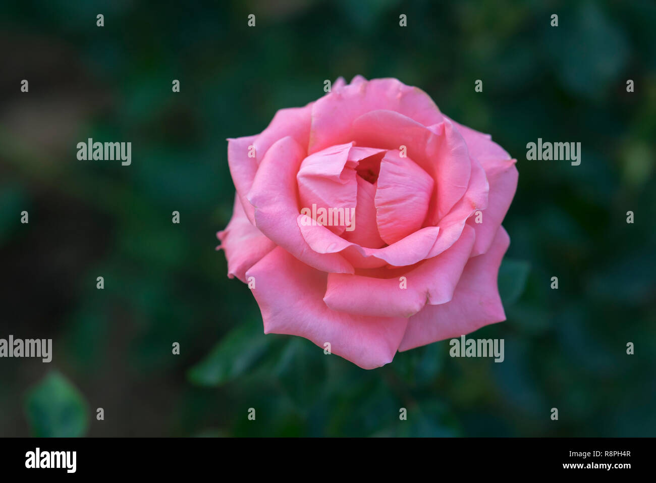 Roses blooming in the garden, this is the flower symbol of love just ...