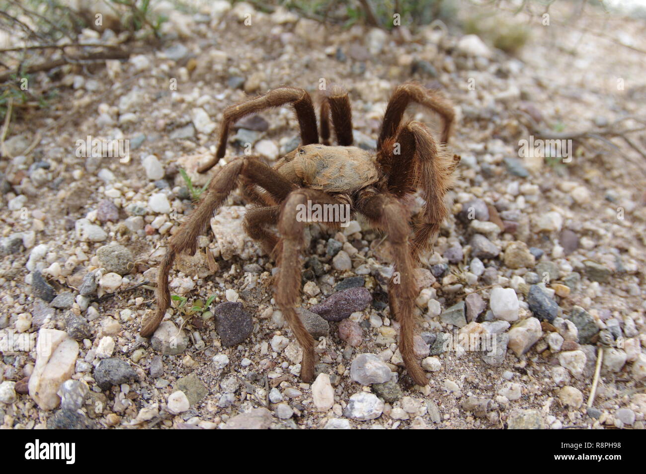 Arizona tarantula hi-res stock photography and images - Alamy