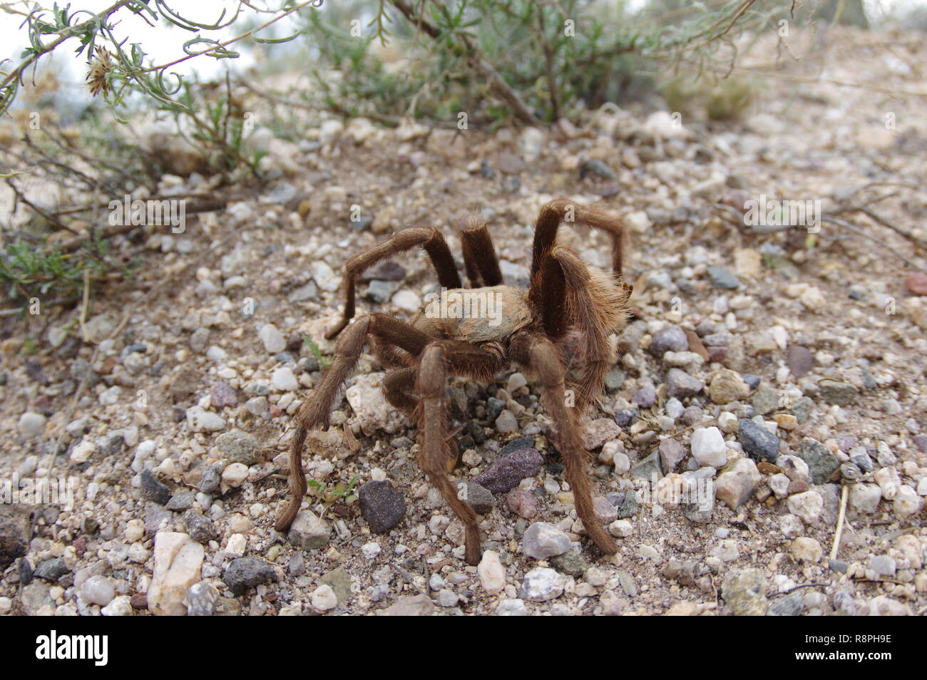 Tucson spider hi-res stock photography and images - Alamy