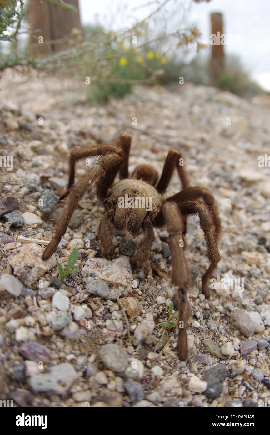 Arizona tarantula hi-res stock photography and images - Alamy