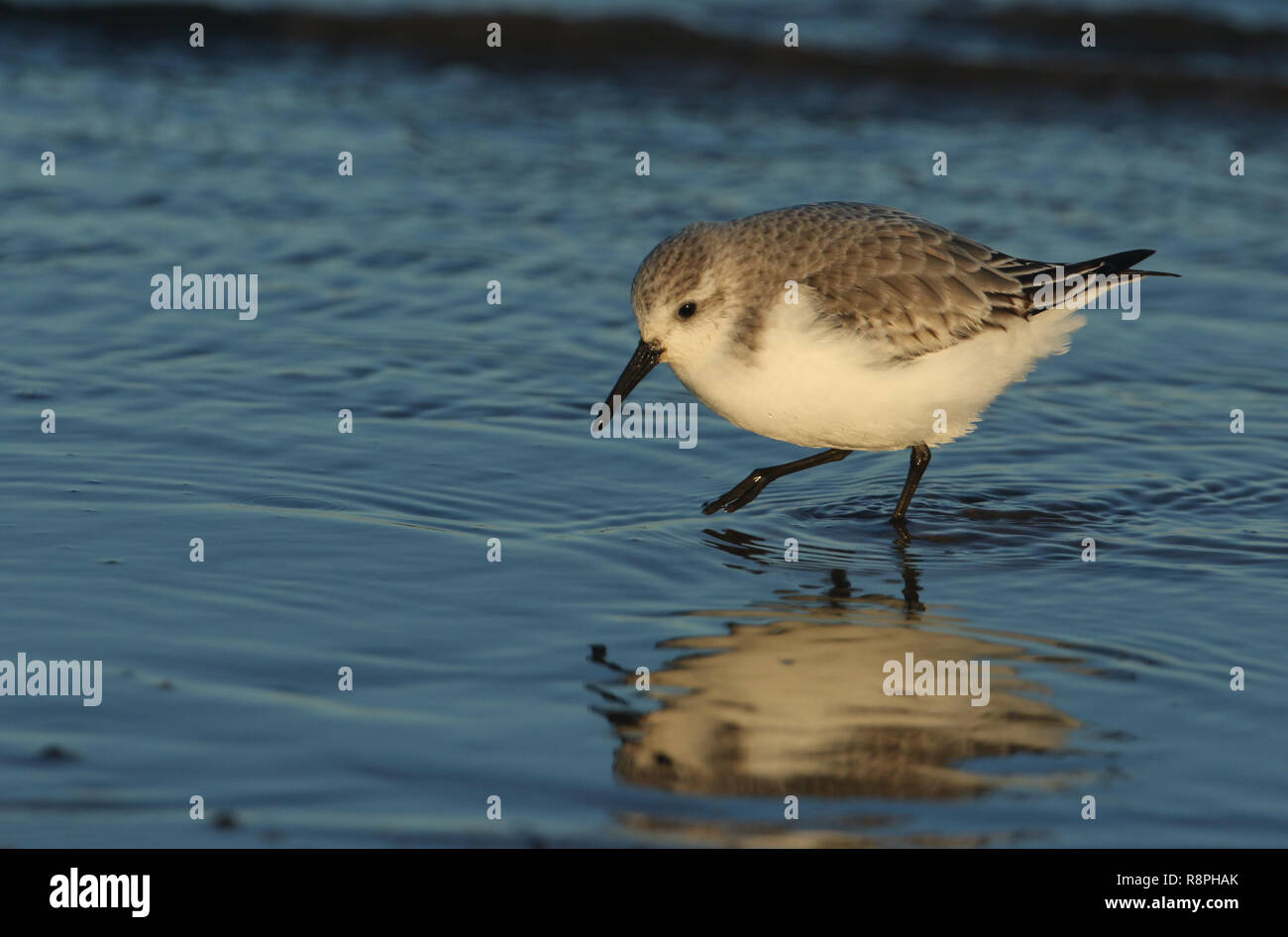 A stunning Sanderling (Calidris alba) searching for food along the ...