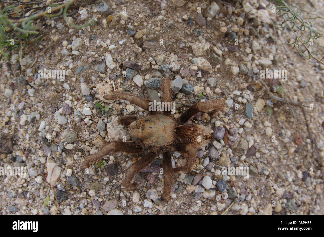 Arizona tarantula hi-res stock photography and images - Alamy