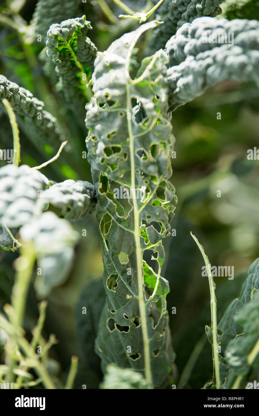 Kale leaf with insect holes Stock Photo - Alamy