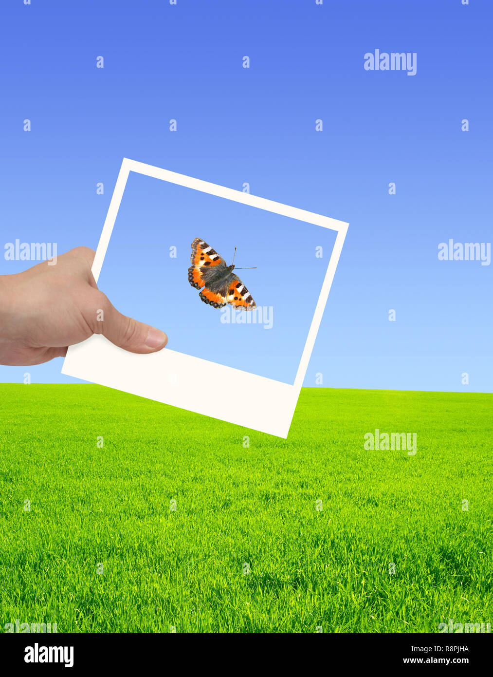 Hand with photo on background of the summer landscape Stock Photo - Alamy