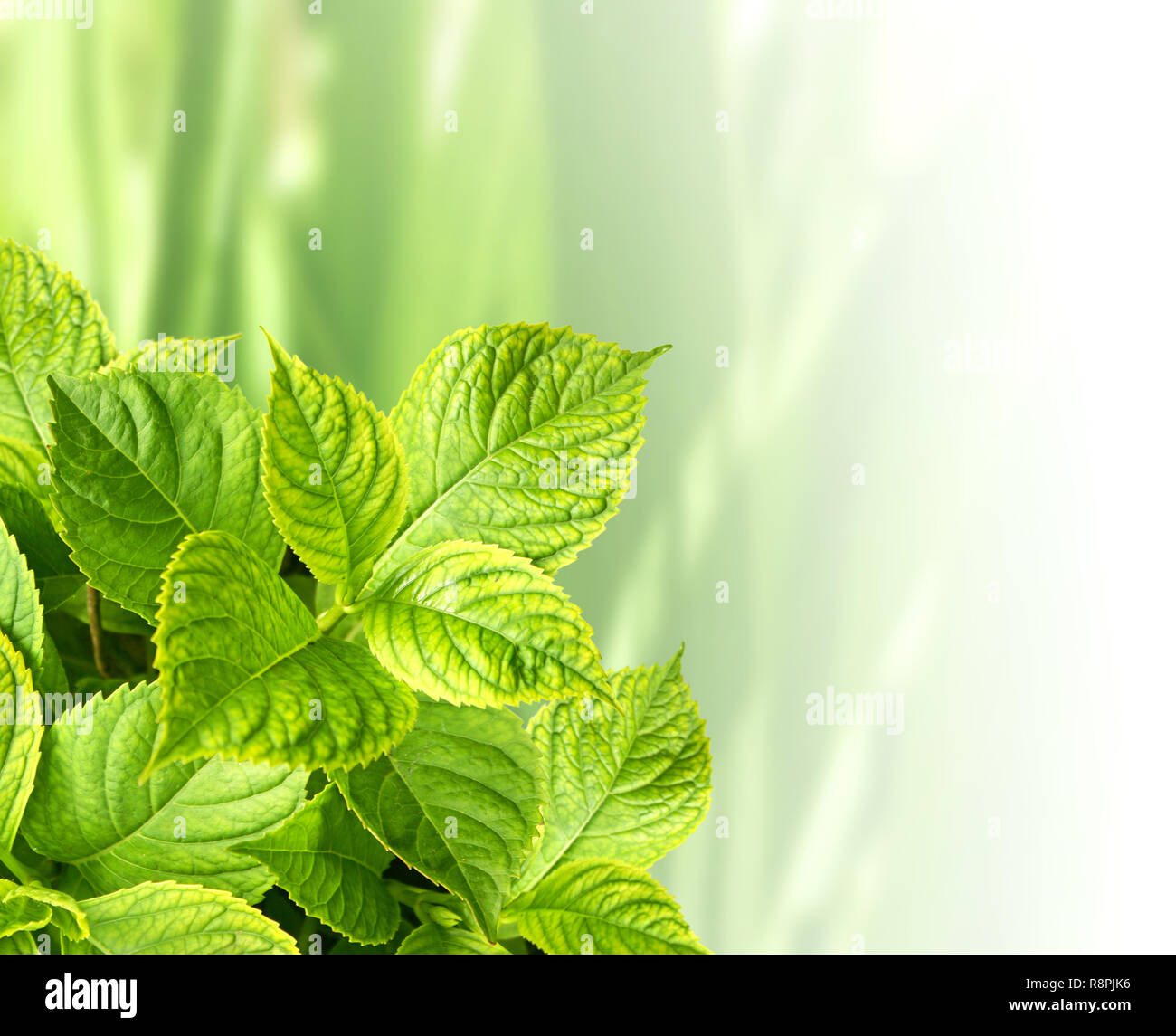 Spring background with leaves of a hydrangea Stock Photo - Alamy