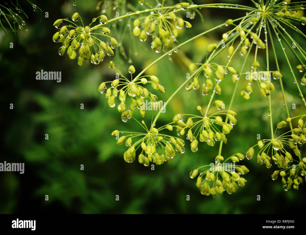 Fennel seed water hi-res stock photography and images - Alamy