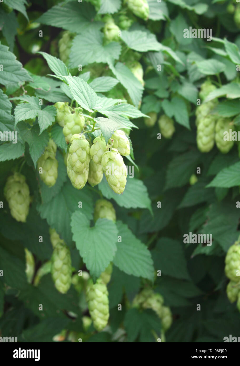 Green leaves and fruits of hop Stock Photo - Alamy
