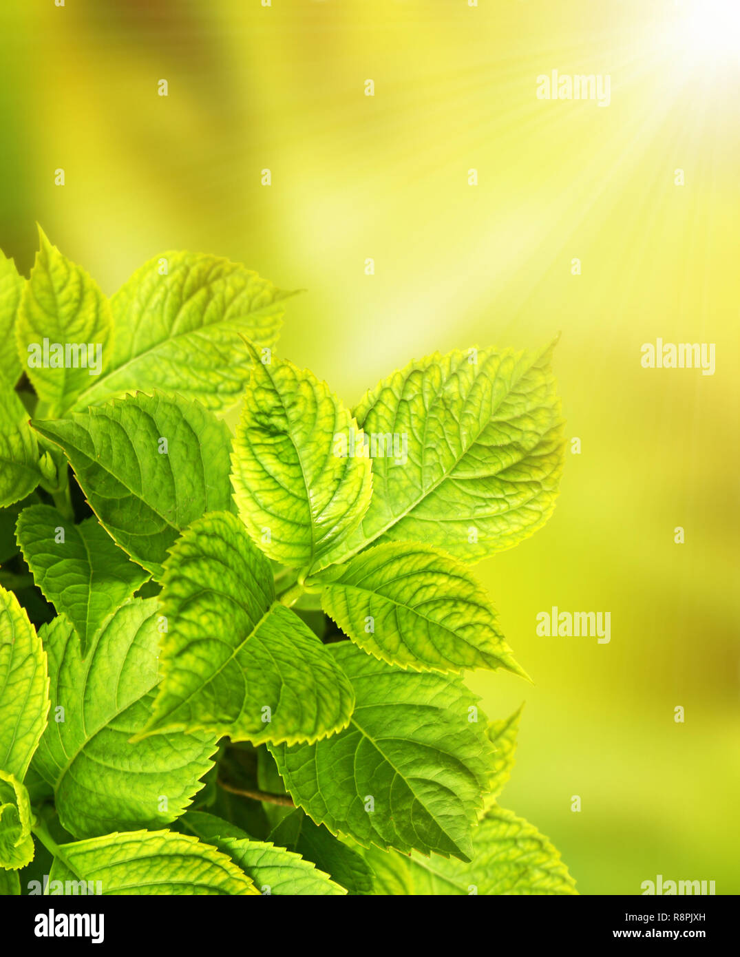 Spring background with leaves of a hydrangea Stock Photo - Alamy