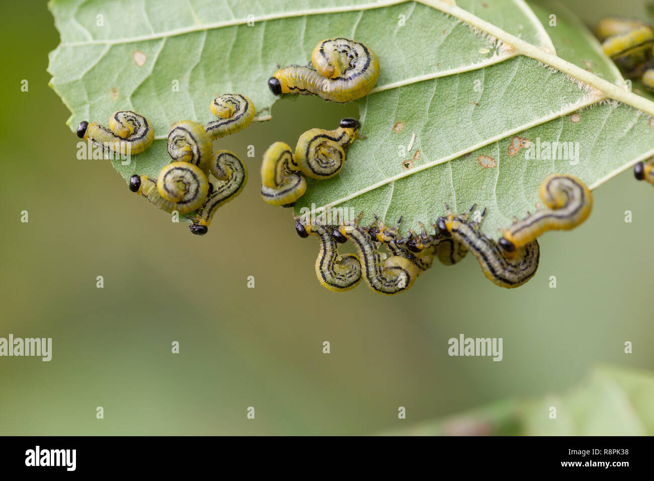 Striped alder sawfly larva Stock Photo - Alamy