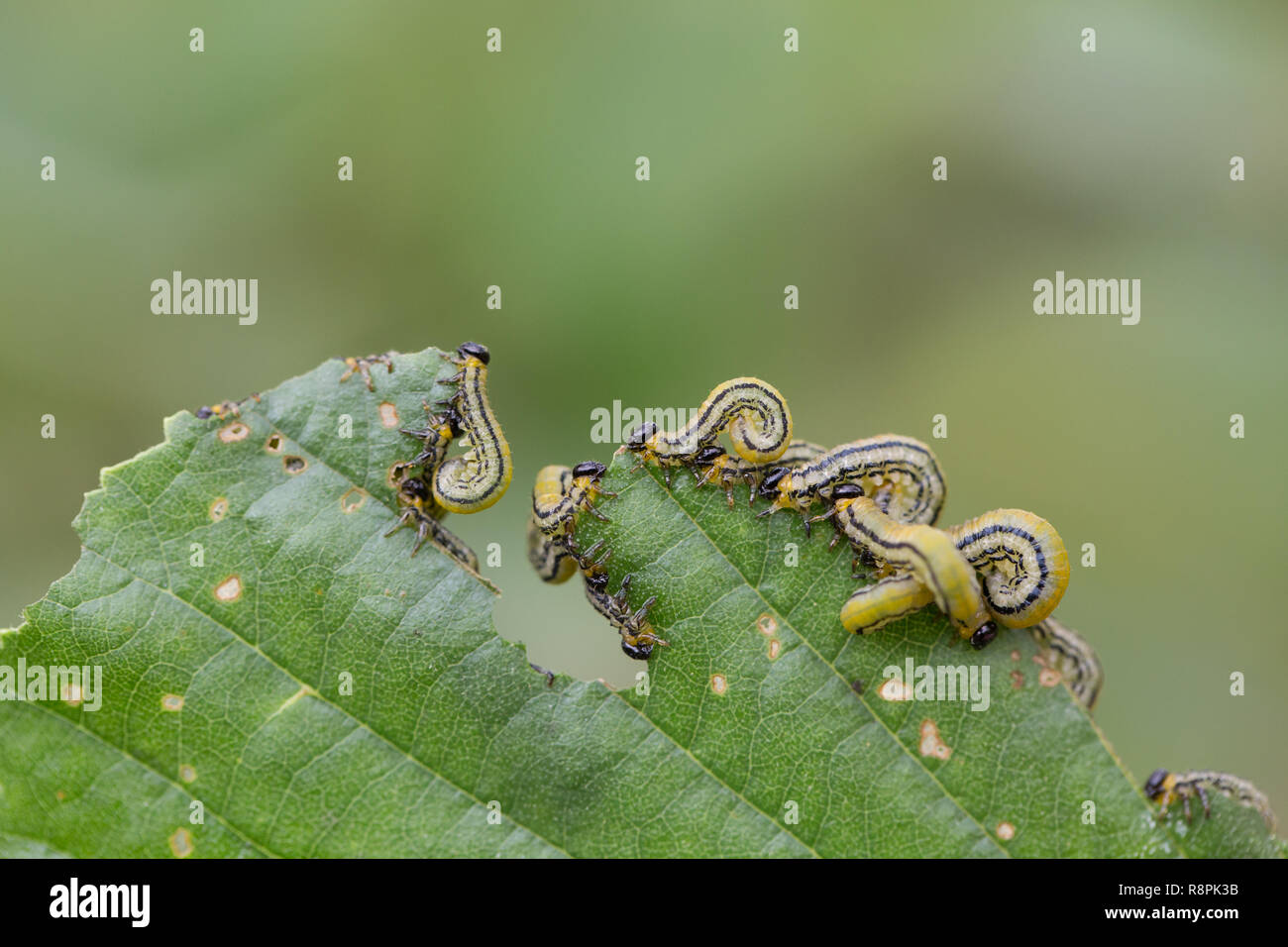 Striped alder sawfly larva Stock Photo - Alamy