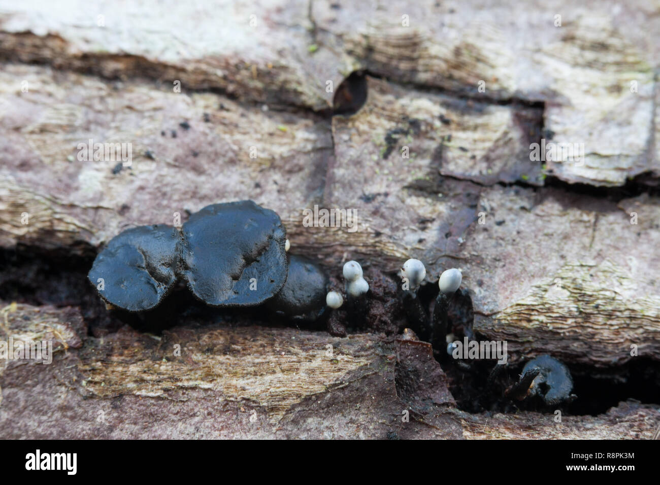 Sac fungi hi-res stock photography and images - Alamy