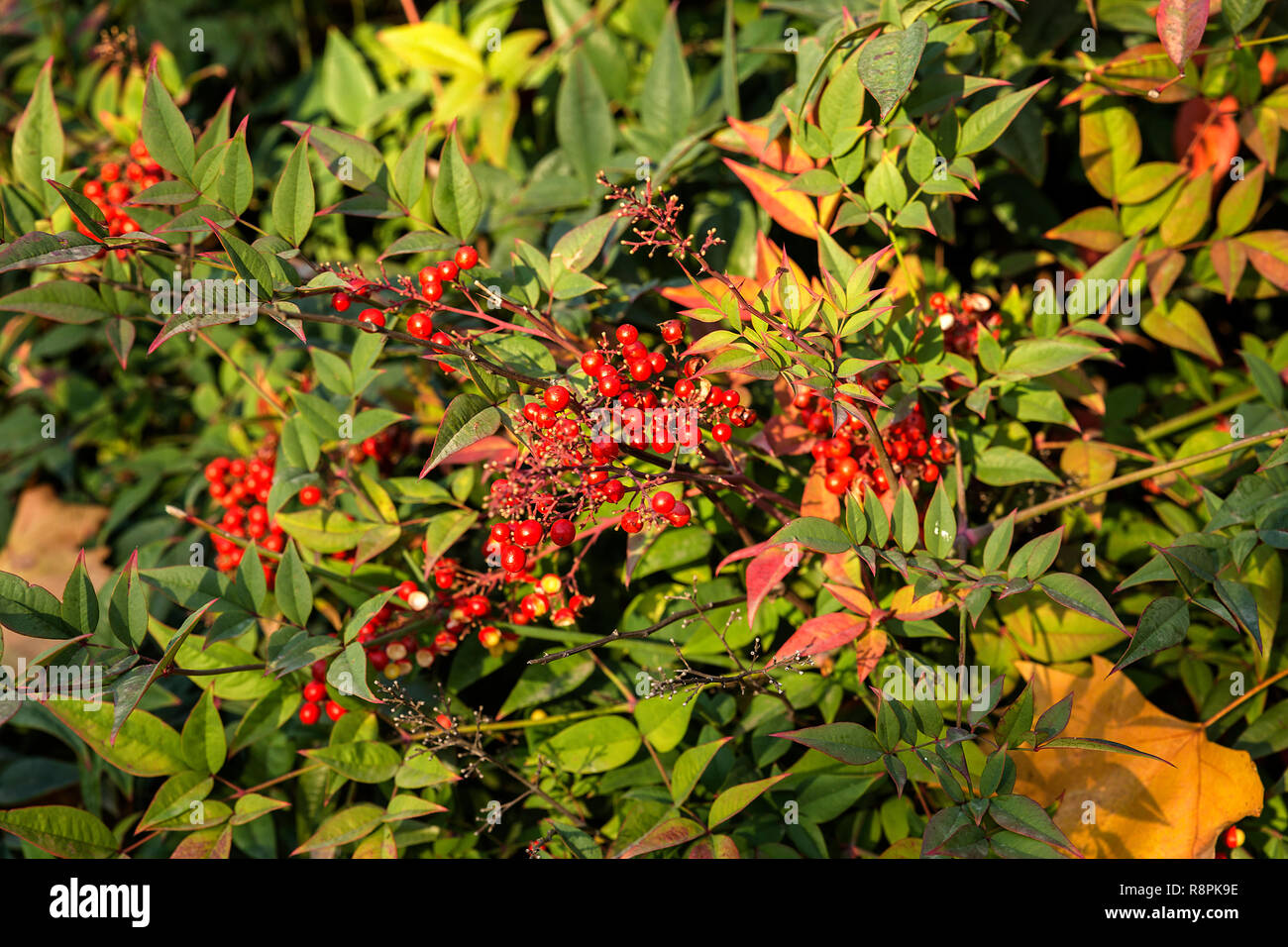 red fruit on green Shrub Aucuba japonica in winter season Stock Photo ...