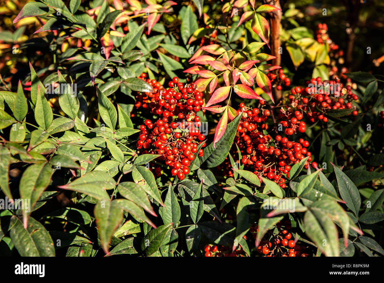 Aucuba japonica hi-res stock photography and images - Alamy