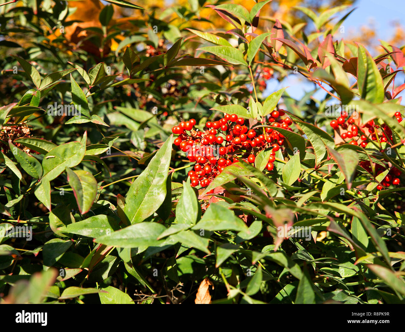 Shrubbery fruits hi-res stock photography and images - Alamy