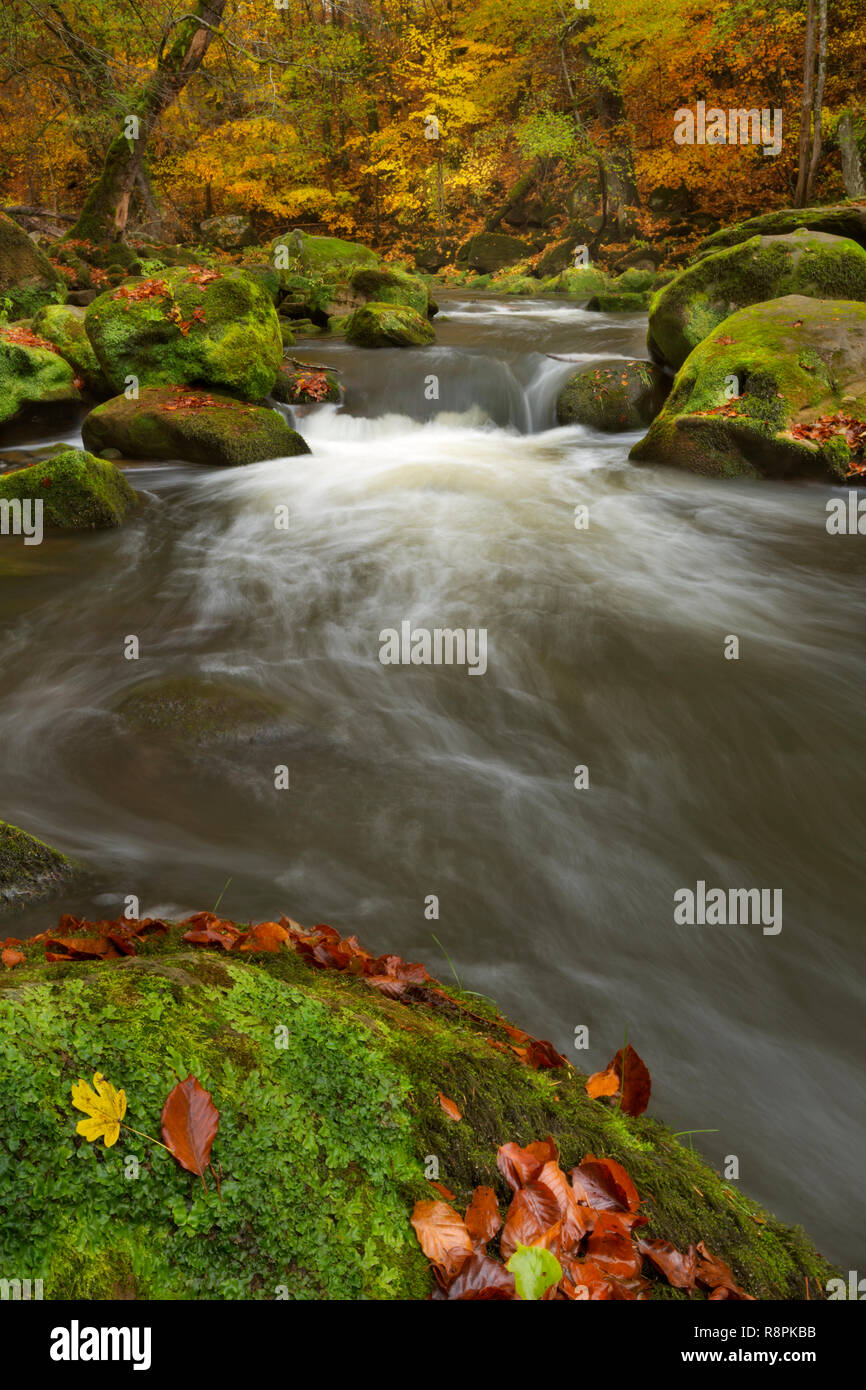 Prum hi-res stock photography and images - Alamy