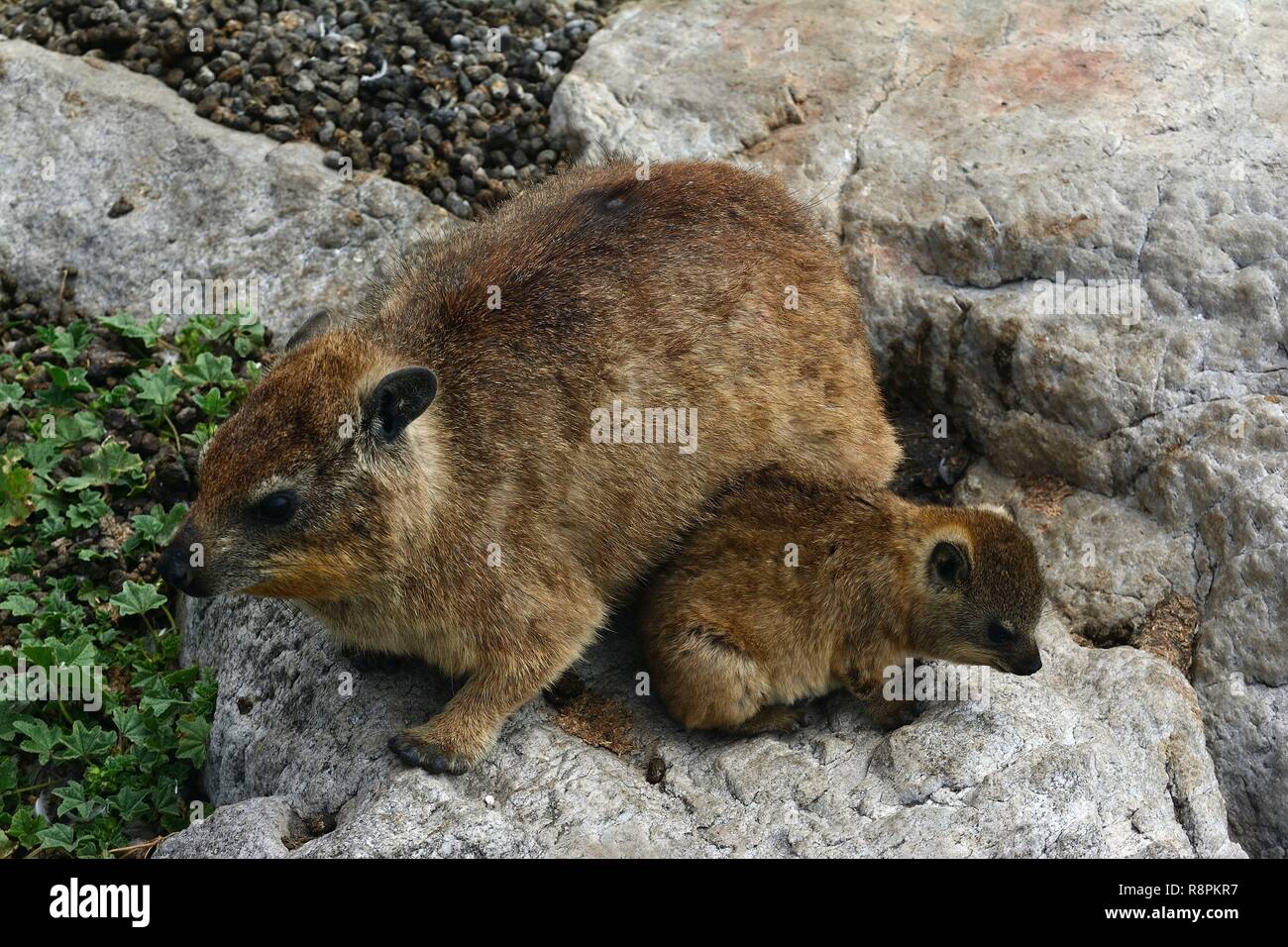 Dassie rat hi-res stock photography and images - Alamy