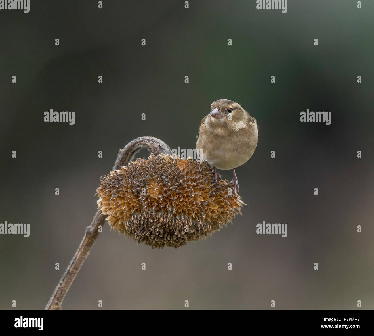 Chaff flower hi-res stock photography and images - Alamy