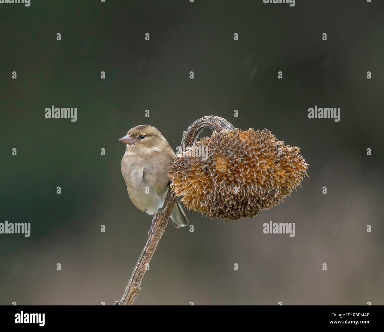 Chaff finch hi-res stock photography and images - Alamy