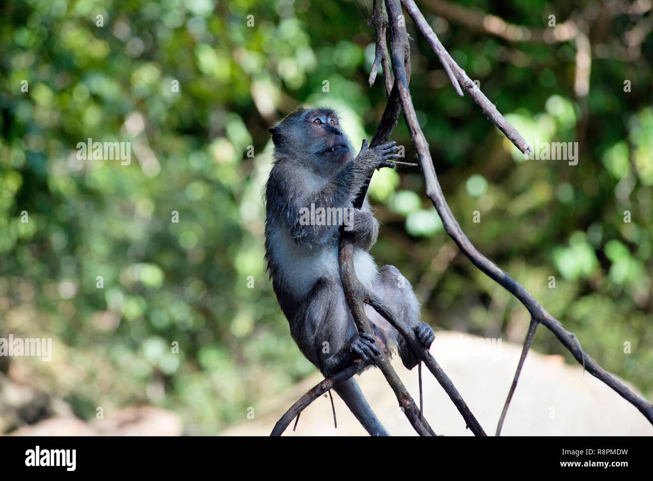 Thailand, Surat Thani, Khao Sok National Park, monkey Stock Photo - Alamy