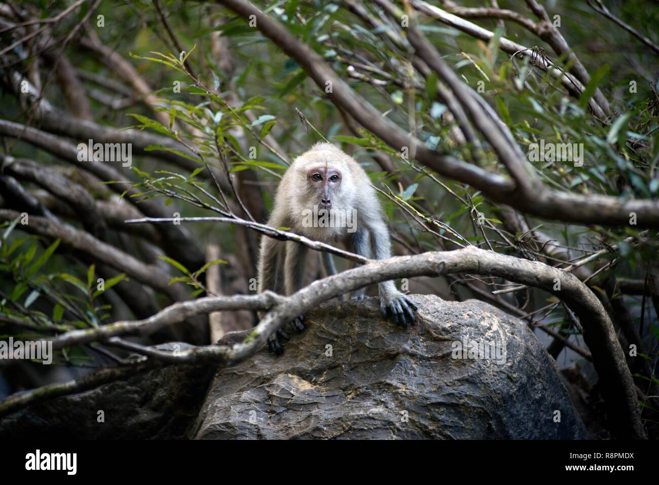 Thailand, Surat Thani, Khao Sok National Park, monkey Stock Photo - Alamy