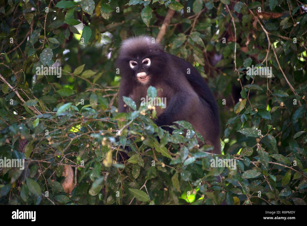 Surat thani monkey hi-res stock photography and images - Alamy