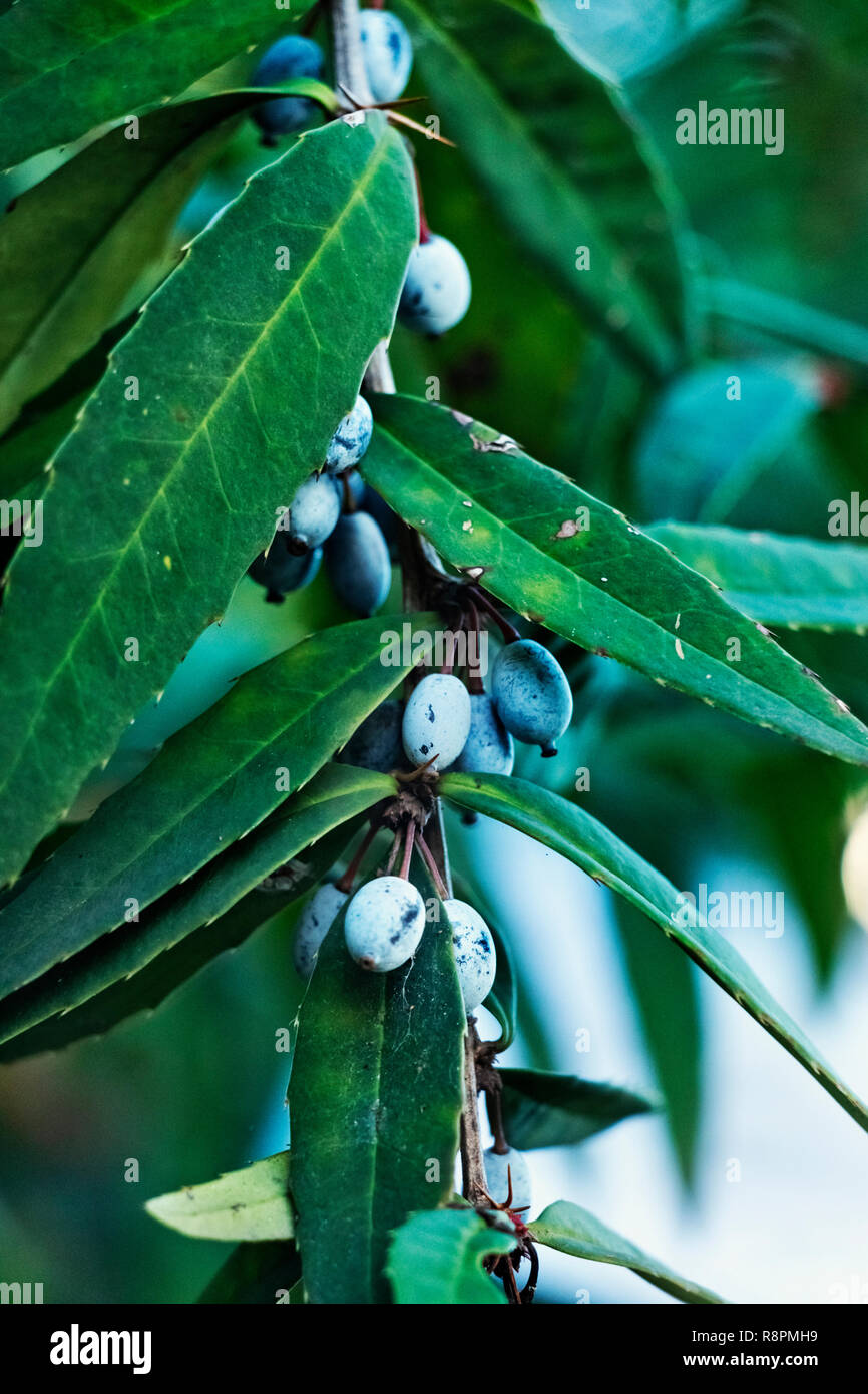 Fantastic branch of barberry tree or berberis sanguinea , long green ...