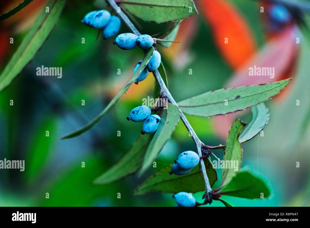 Fantastic branch of barberry tree or berberis sanguinea , long green ...