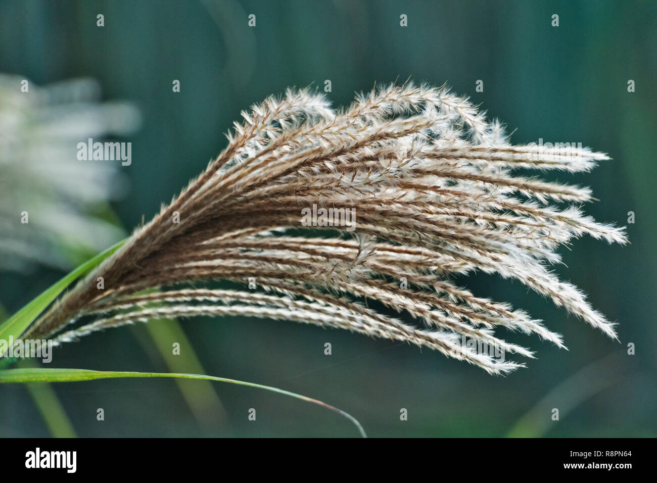 Spikelet grass hi-res stock photography and images - Alamy