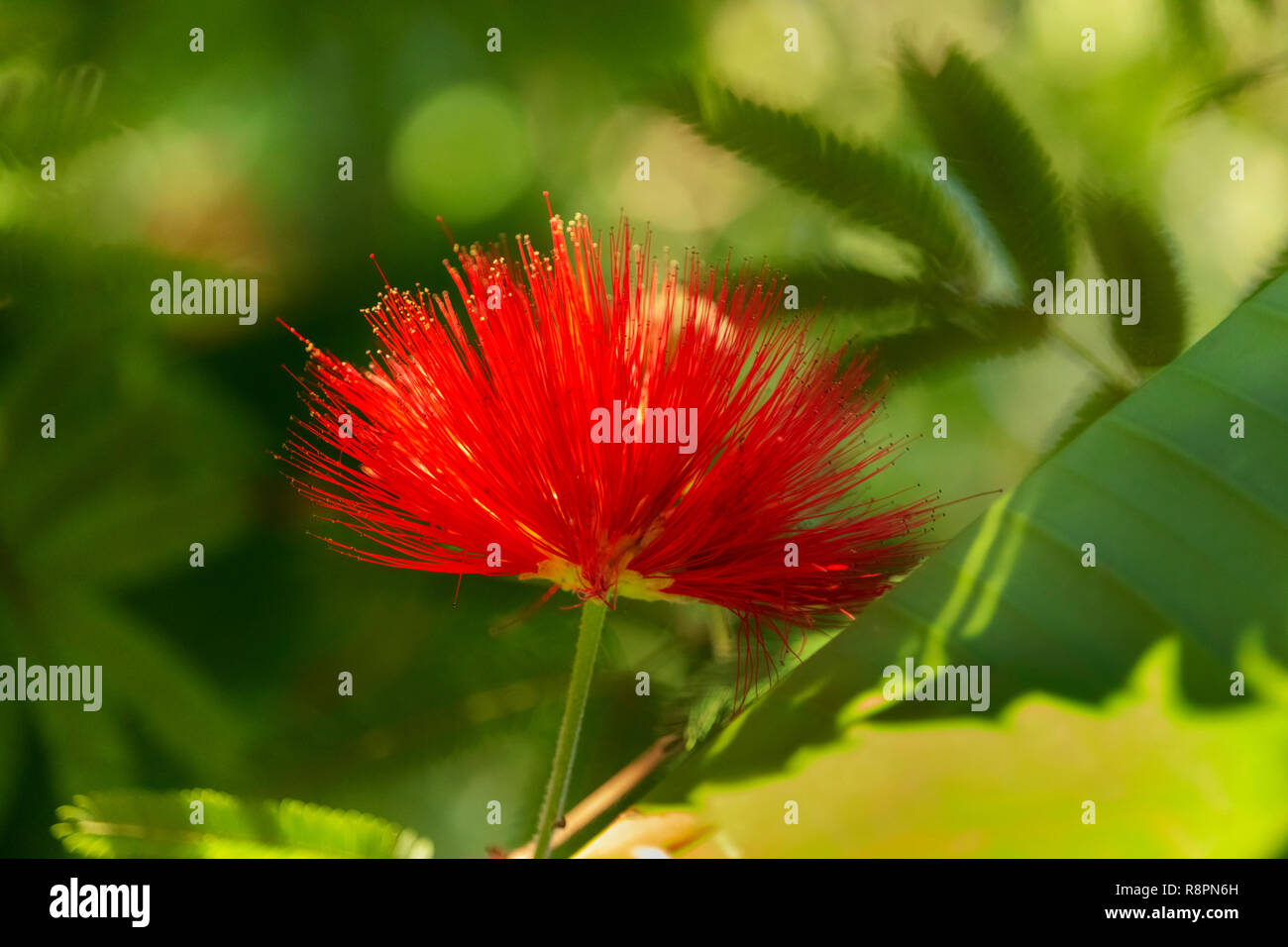 Calliandra tweedii hi-res stock photography and images - Alamy