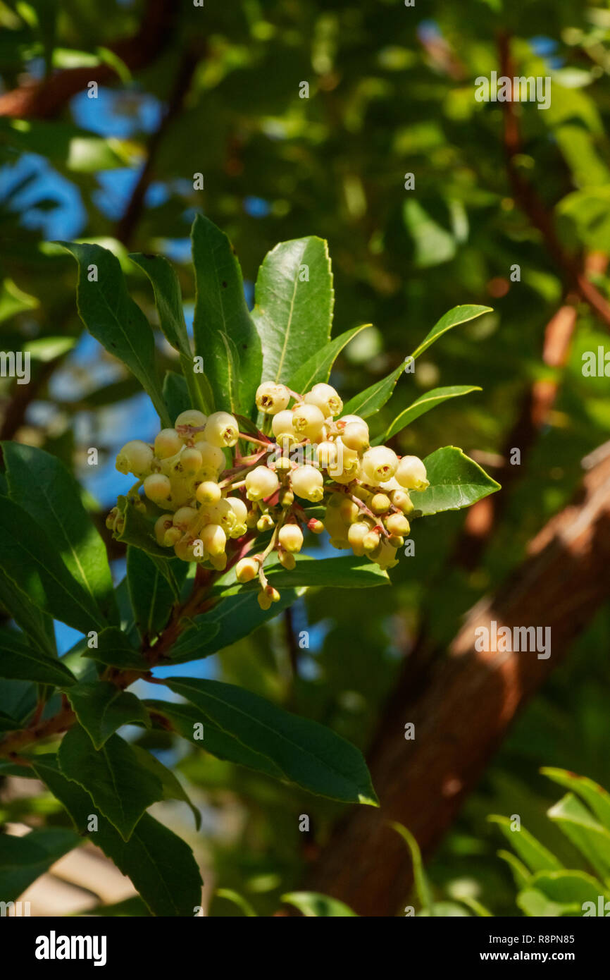 Beautiful Strawberry Tree Nice