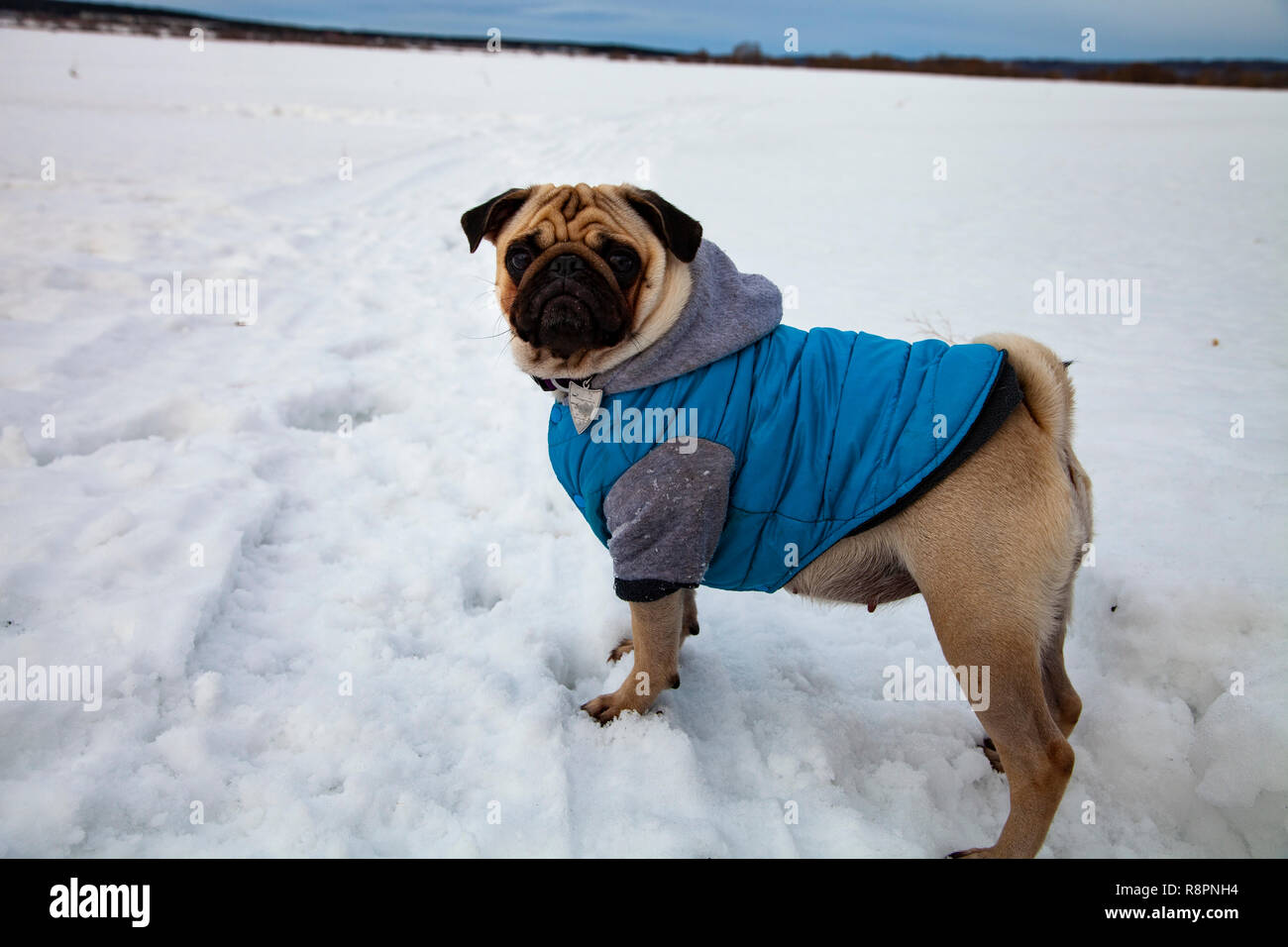 Dog walks in the winter. Pug stands on white snow Stock Photo - Alamy