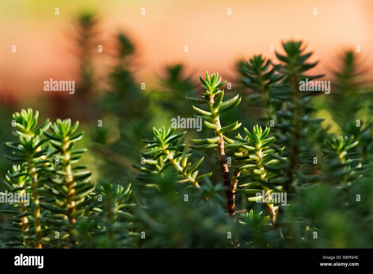 Green sedum reflexum plant also called sedum rupestre or reflexed ...