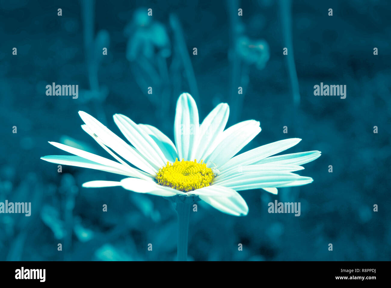 A single daisy blossom hi-res stock photography and images - Alamy