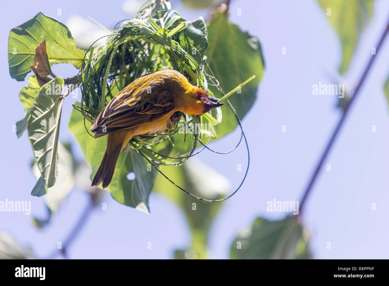 Ethiopia, Rift Valley, Ziway lake, Village weaver (Ploceus cucullatus ...