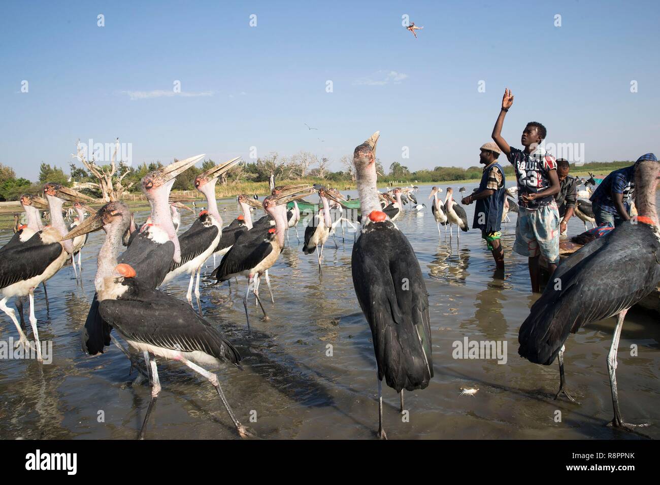 Ethiopia, Rift Valley, Ziway lake, Marabou stork (Leptoptilos ...