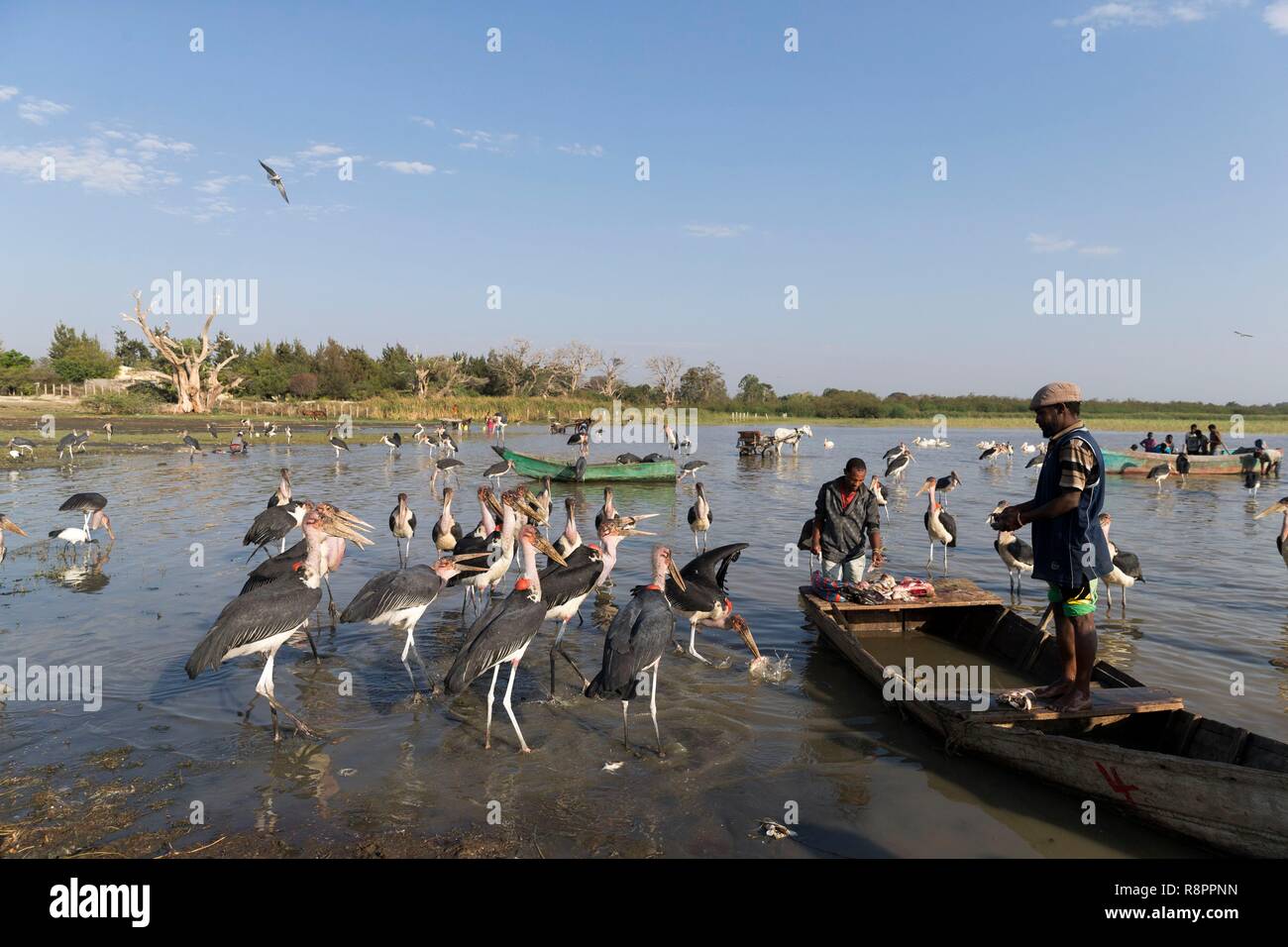 Ethiopia, Rift Valley, Ziway lake, Marabou stork (Leptoptilos ...
