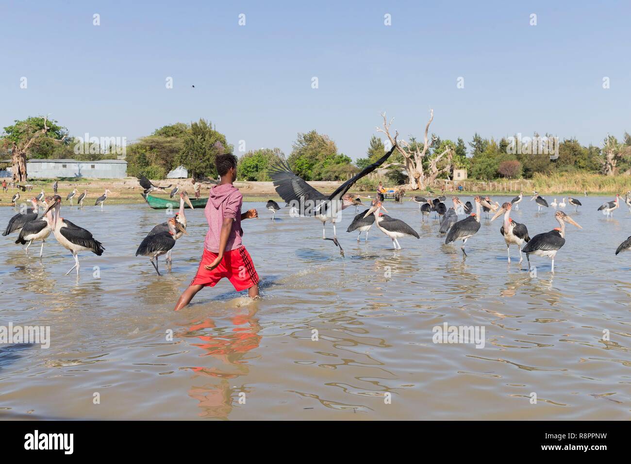 Ethiopia, Rift Valley, Ziway lake, Marabou stork (Leptoptilos ...