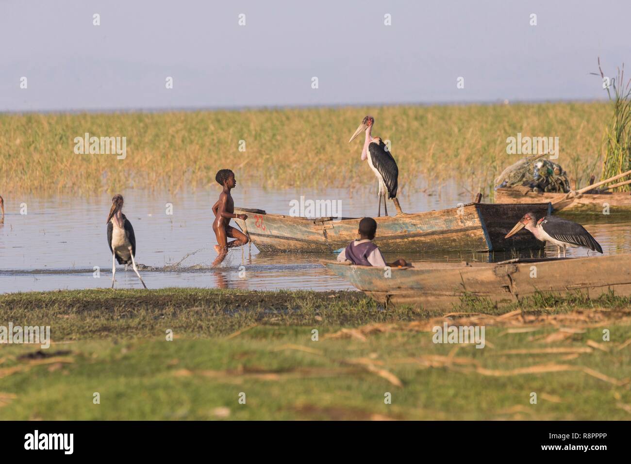 Ethiopia, Rift Valley, Ziway lake, Marabou stork (Leptoptilos ...