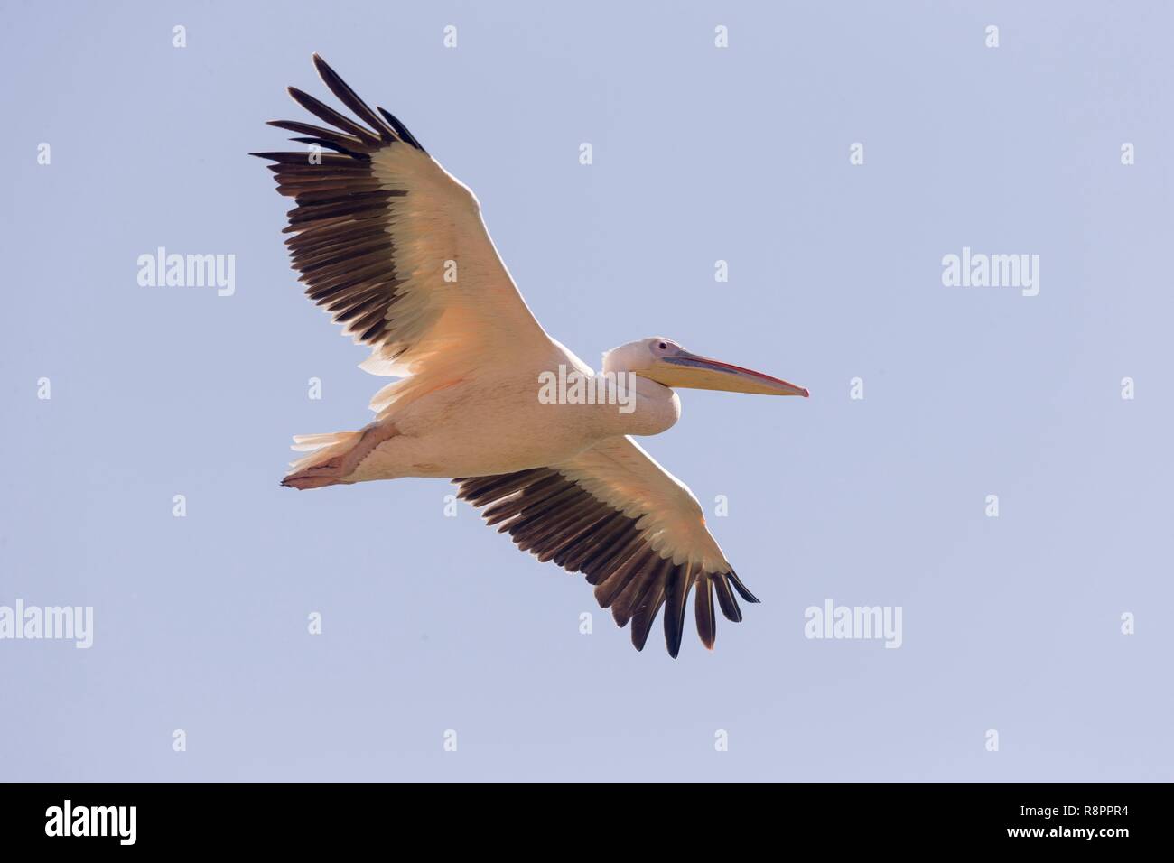 Ethiopia, Rift Valley, Ziway lake, Great White pelican (Pelecanus ...