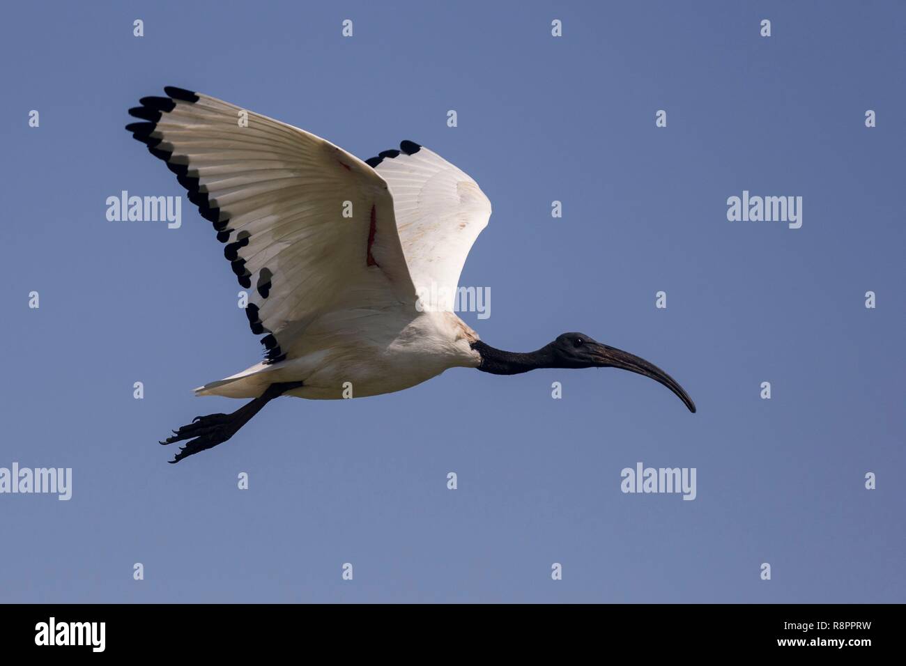 Ethiopia, Rift Valley, Ziway lake, African sacred ibis (Threskiornis ...
