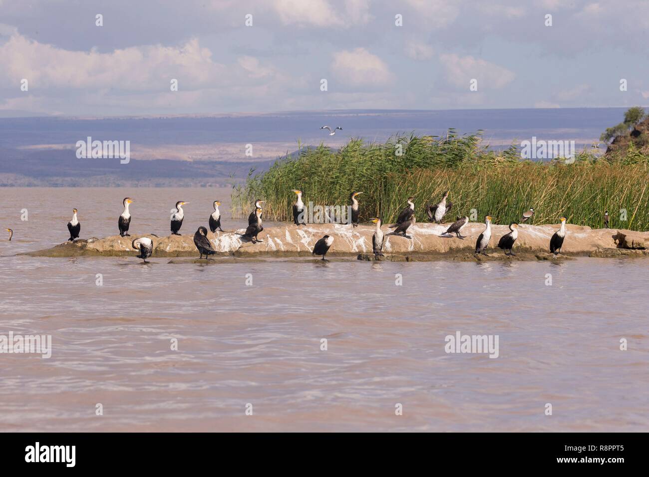 Ethiopia, Rift Valley, Ziway lake, White-breasted cormorant ...