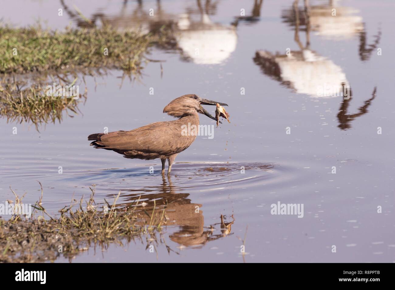 Ethiopia, Rift Valley, Ziway lake, Hamerkop (Scopus umbretta), in the ...