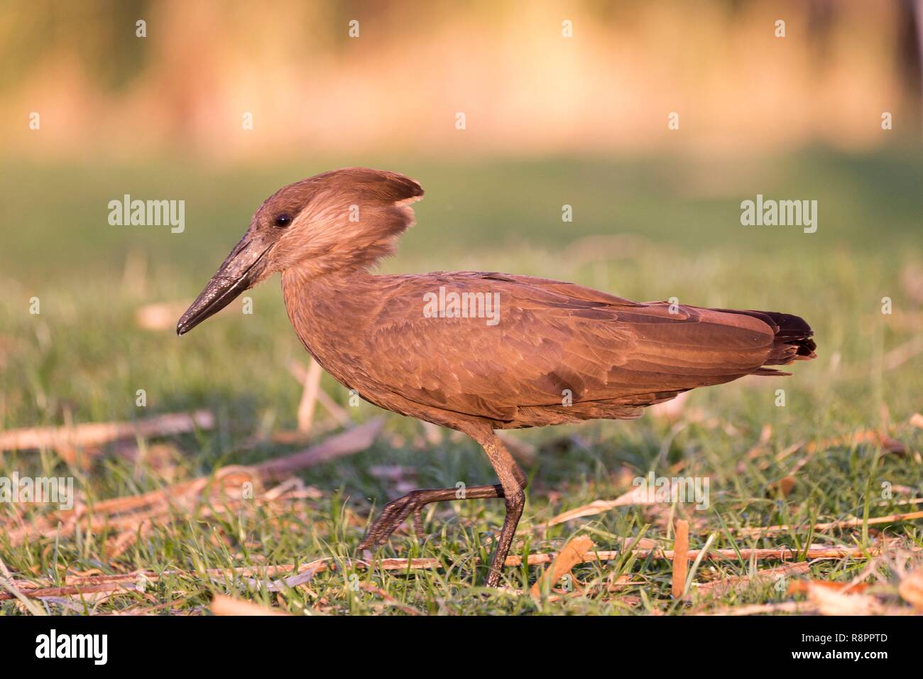 Ethiopia, Rift Valley, Ziway lake, Hamerkop (Scopus umbretta), on the ...
