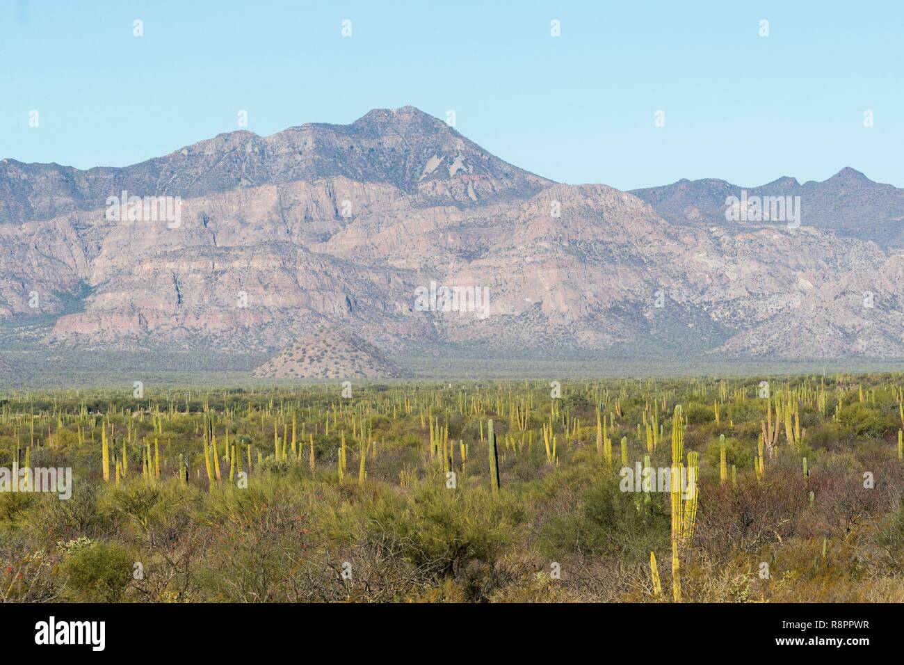 Desert landscape baja california mexico hi-res stock photography and ...