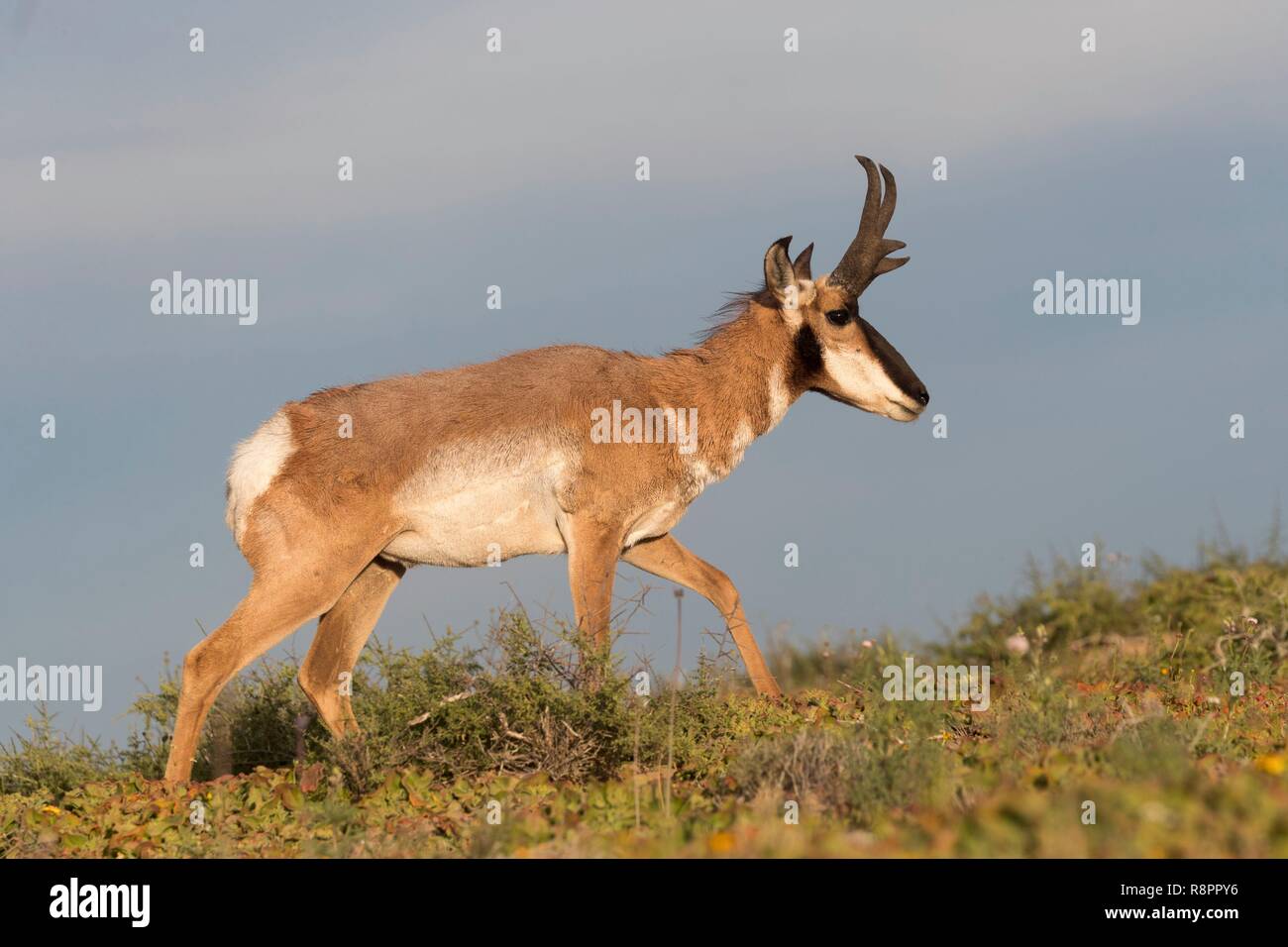 Mexico, Baja California Sur, Baja California Desert National Park ...