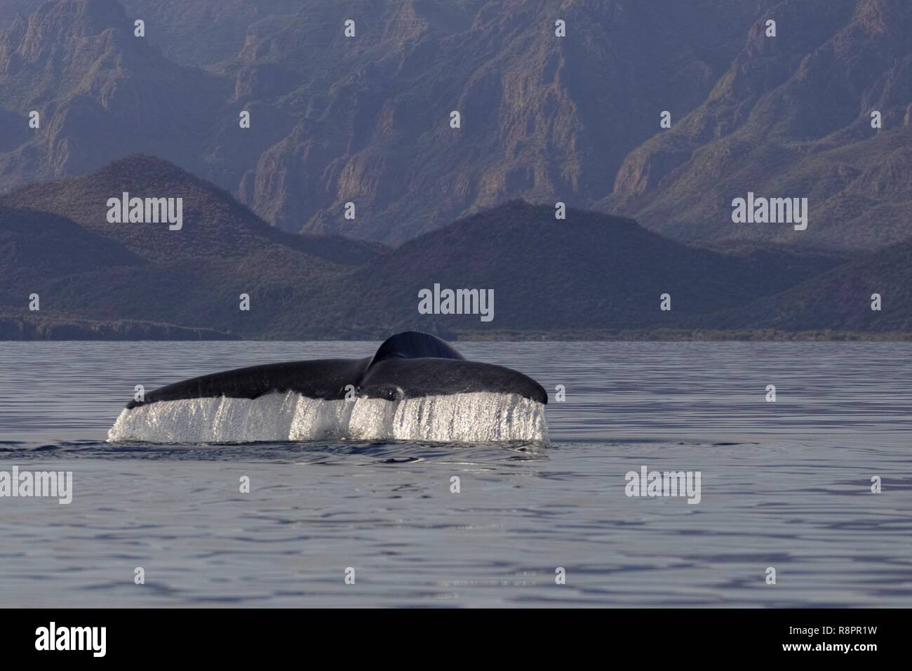 Mexico, Baja California Sur, Gulf of California (also known as the Sea ...